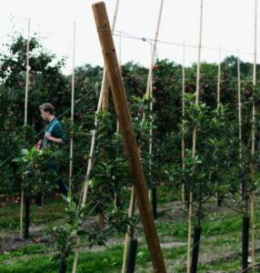 OctoPost - Loughwood Fencing