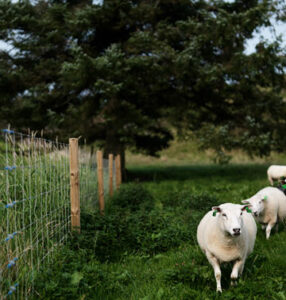 OctoPost - Loughwood Fencing